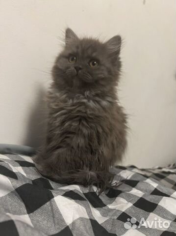 Британский котёнок