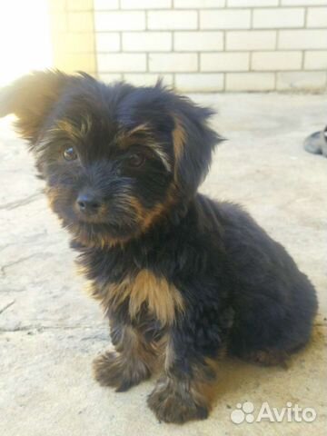 Комочек счастья