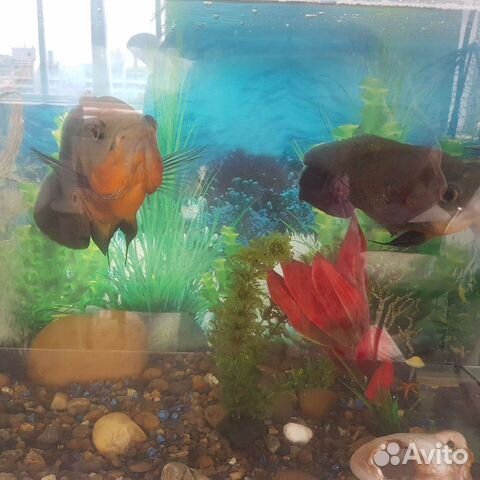 Рыба и аквариум