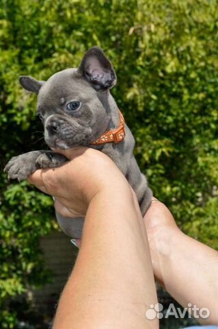 Французский бульдог голубой
