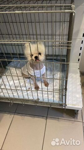 Нужна помощь шпицу