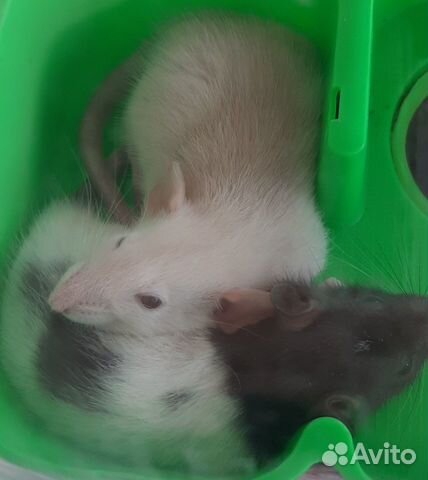 Крыса дамбо 1 месяц