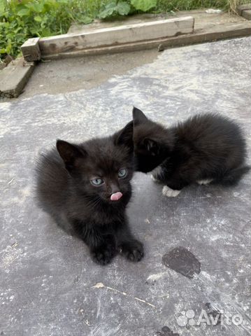 Котята ищут дом