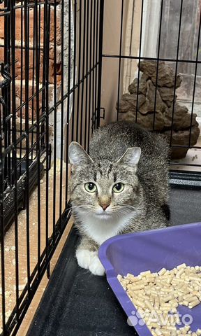 Котёнок подросток девочка