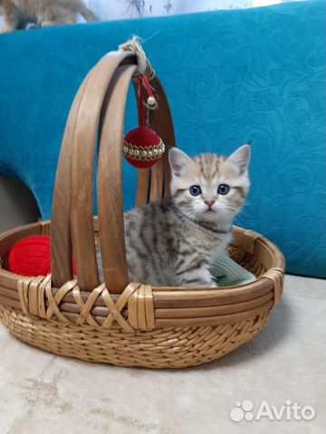 Шотландские красавцы