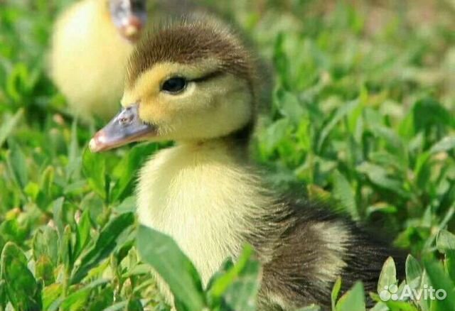 Индоутята суточные