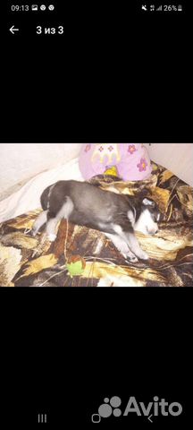 Щенки все мальчики,в резерв,хаски