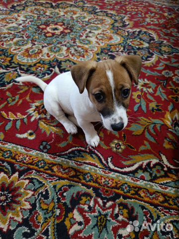 Джек Рассел терьер