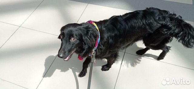 Красавица Варя, 8 мес