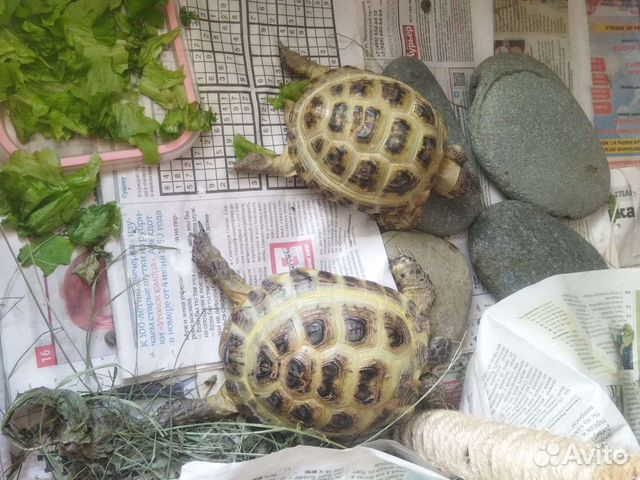 Две сухопутные черепашки, по 2 года