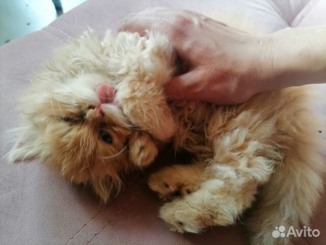 Персидский котенок