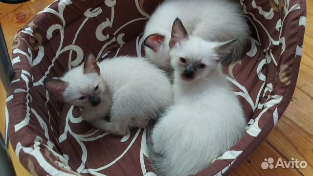 Сиамские котята