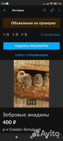 Зебра. амадины. Самочки. Все майские