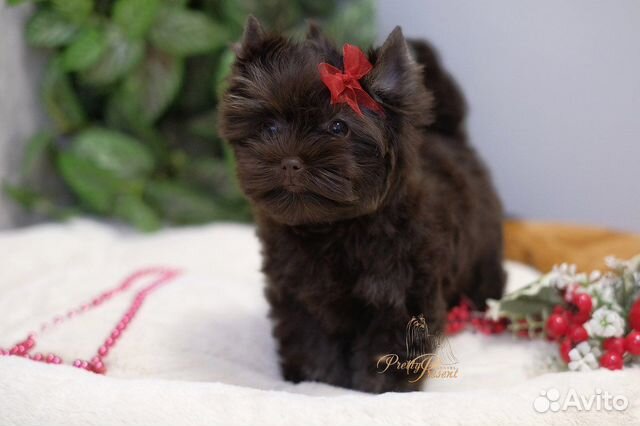 Мини девочка шоколадного йорка