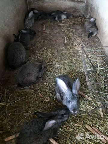 Продажа кроликов