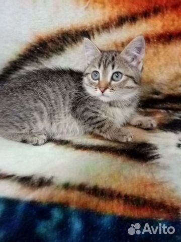 Котенок в добрые руки