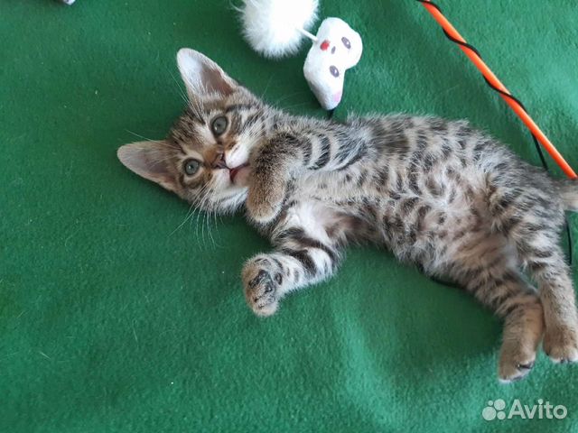Котята