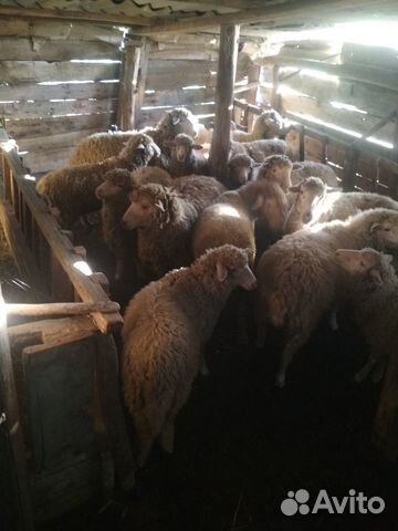 Барашки с ягнятами