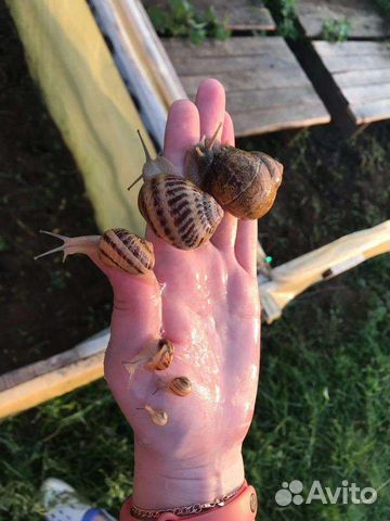 Улитки Хеликс Асперса Максимум