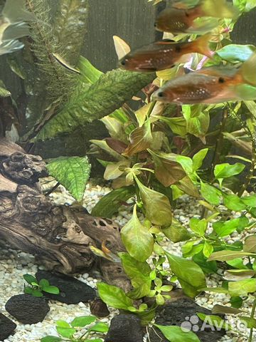 Аквариумные растения (Людвигия, Лимонник)