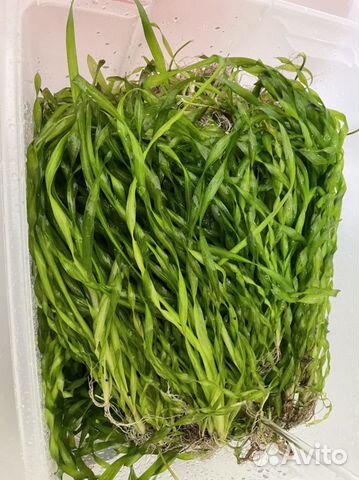 Прополка аквариума