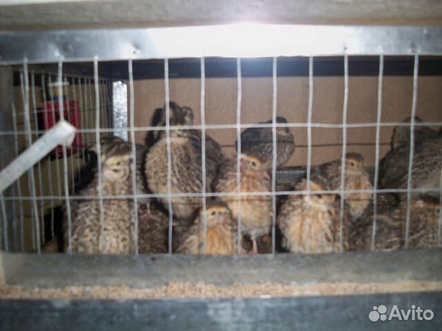 Перепела японской породы