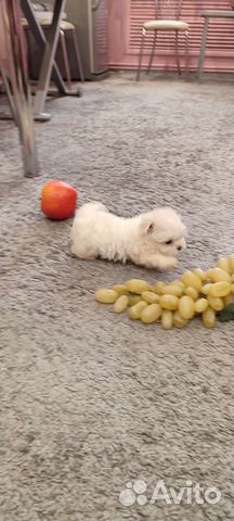 Мальтезе мини