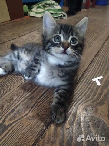 Котенок полосатый
