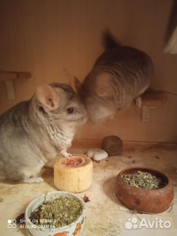 Шиншиллы с витриной