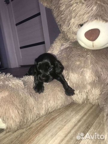 Продажа щенков