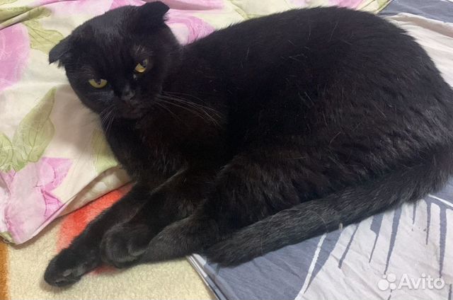 Две кошки ищут дом