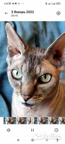 Кот сфинкс лысый потерялся потеряли