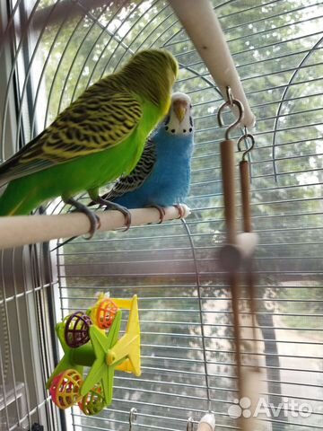 Волнистые попугаи Клетка Корма