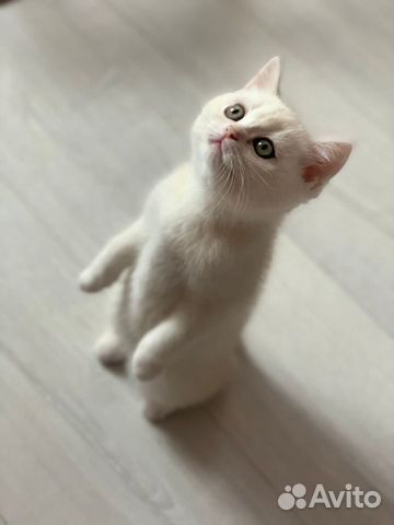 Котята шиншилла