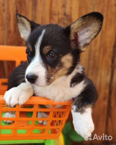 Собаки щенки