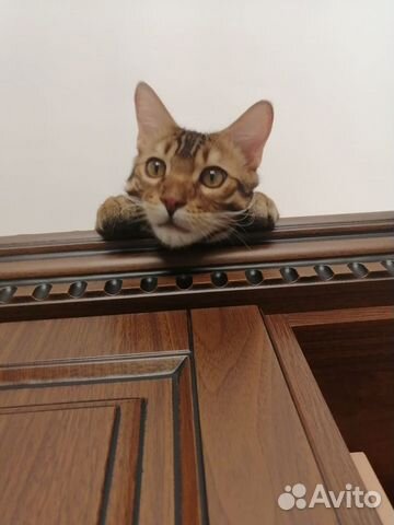 Отдам бесплатно бенгальского кота