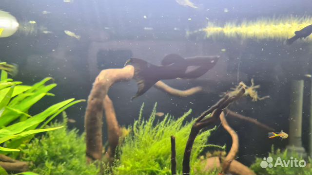 Молинезия Самец