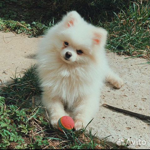 Шпиц белый карликовый вязка