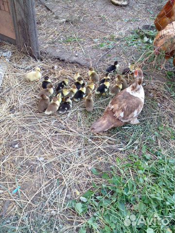 Индоутята суточные