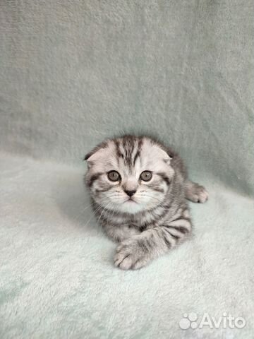 Чистокровные шотландские котята