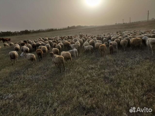 Овцы бараны ягнята