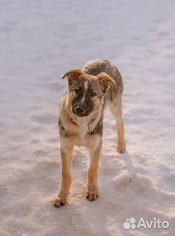 Верный щенок ищит хозяина