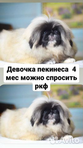 Щенки пекинеса девочка