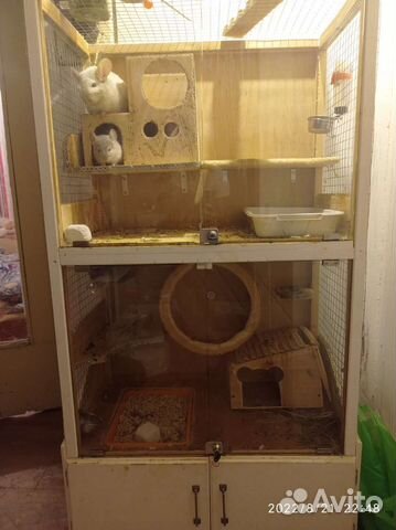 Пара шиншилл с витриной