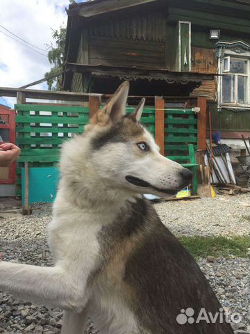 Сибирский хаски