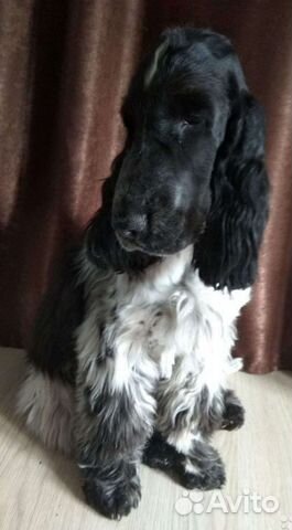 Отдам кокер спаниеля