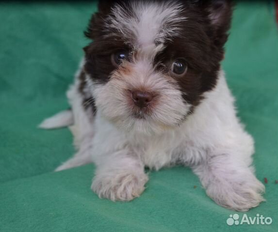 Щенки бивер йорка