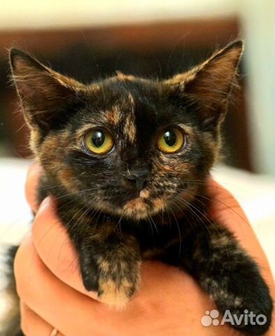 Маленькая, черепаховая девочка, котенок