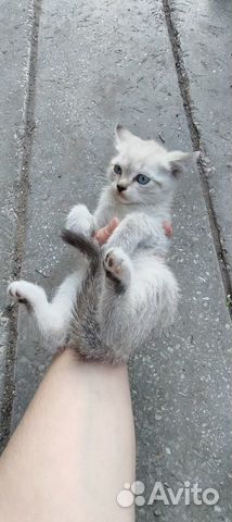 Сиамские котята и черно-белая кошечка