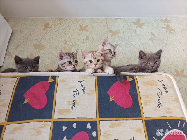 Британская кошка